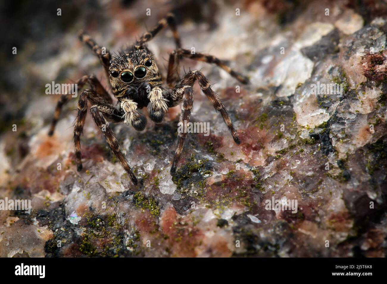 Jumping spider masquerade on a colorful stone Stock Photo - Alamy