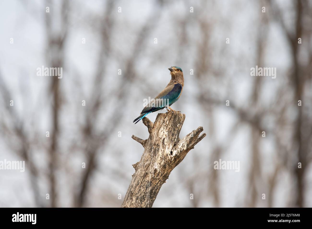 Wildlife photo of sparkling blue and violet bird, Indian Roller ...