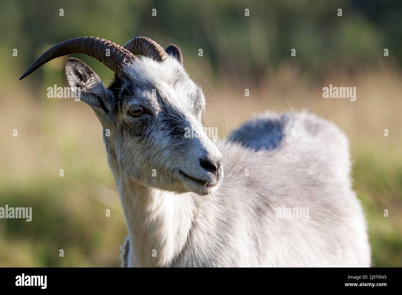 Silver goat with beautiful big horns in the meadow Stock Photo - Alamy