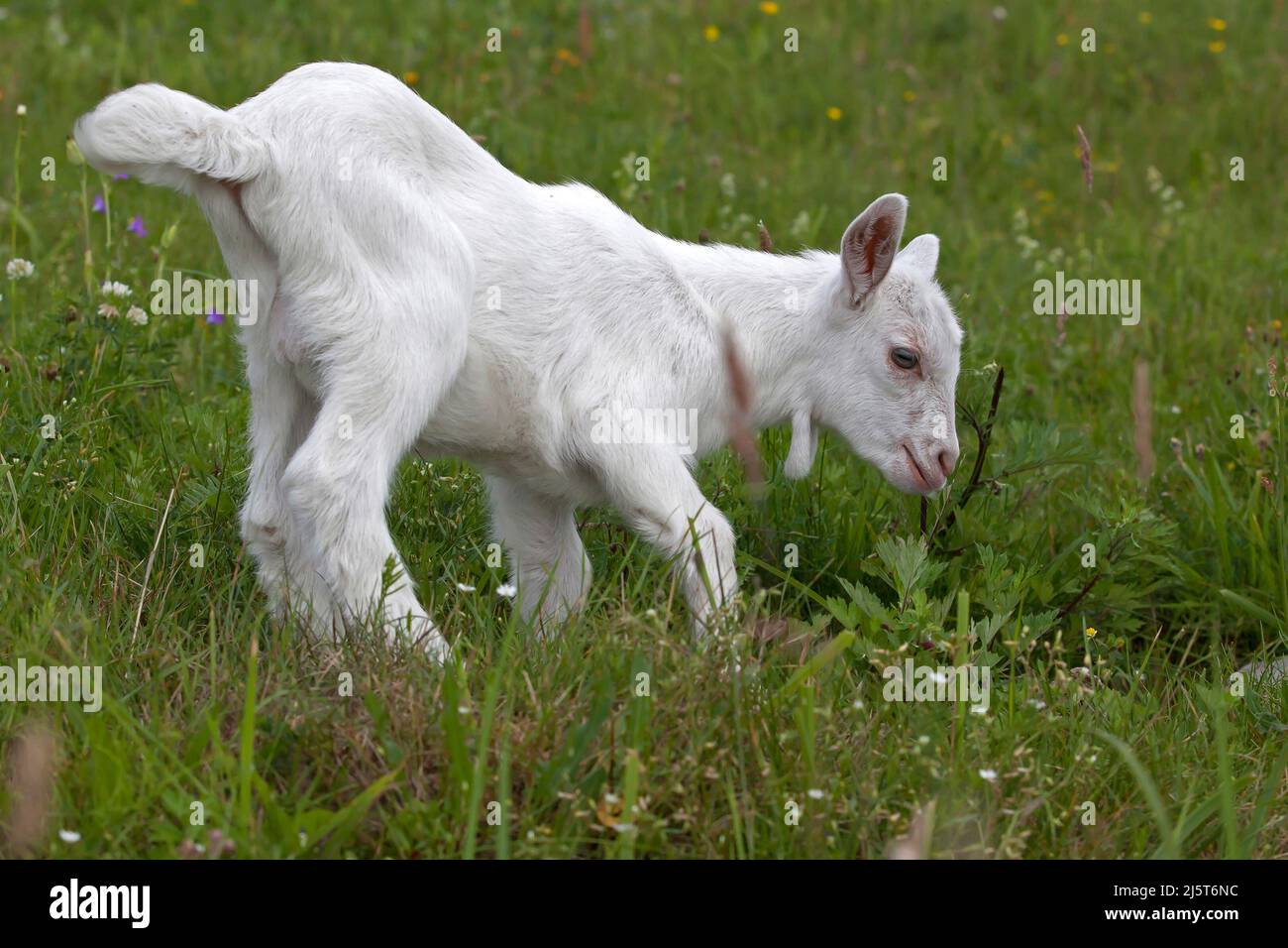 Small white goat grazing in the meadow Stock Photo - Alamy