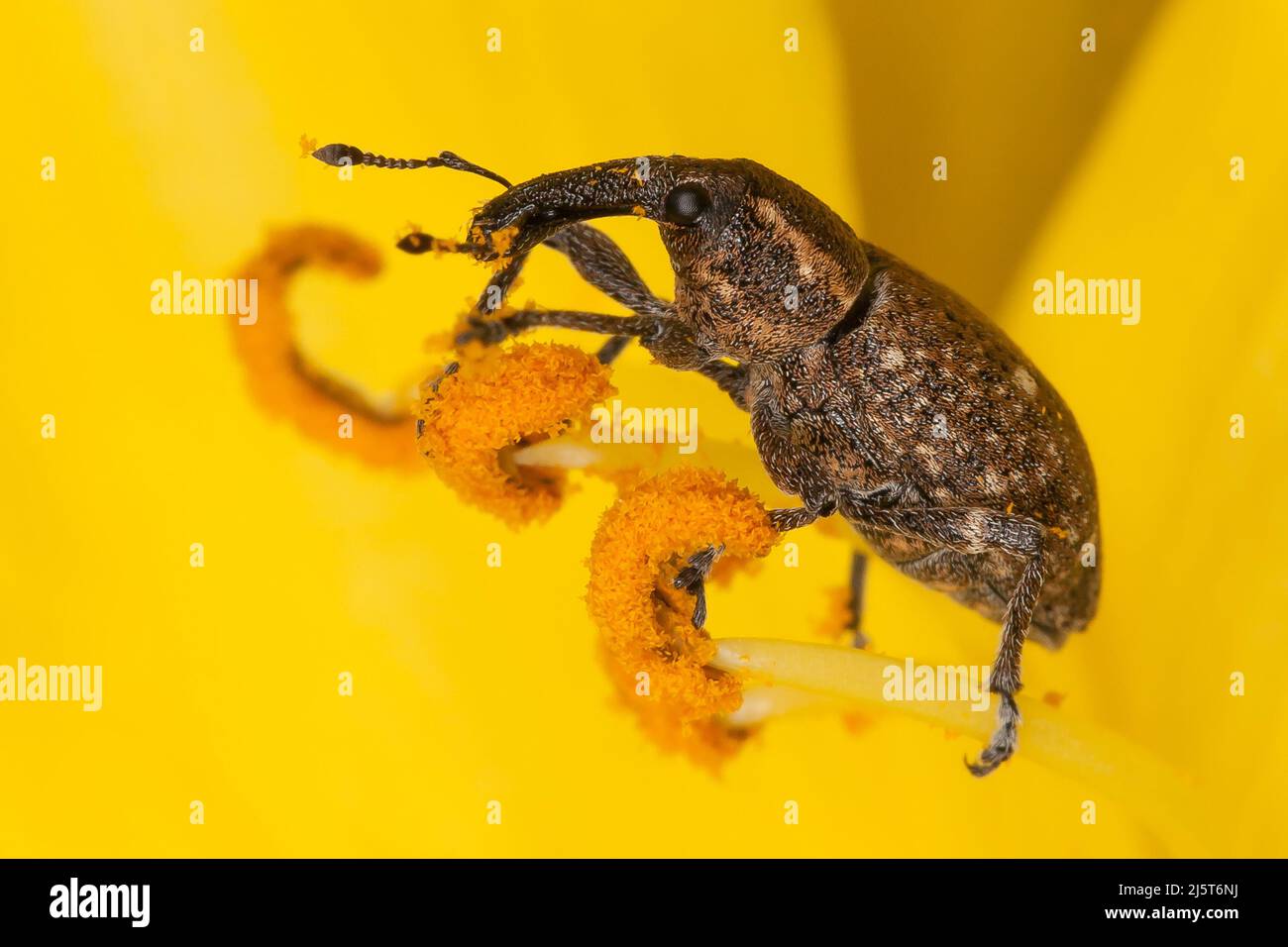 Pollen on stamens hi-res stock photography and images - Alamy