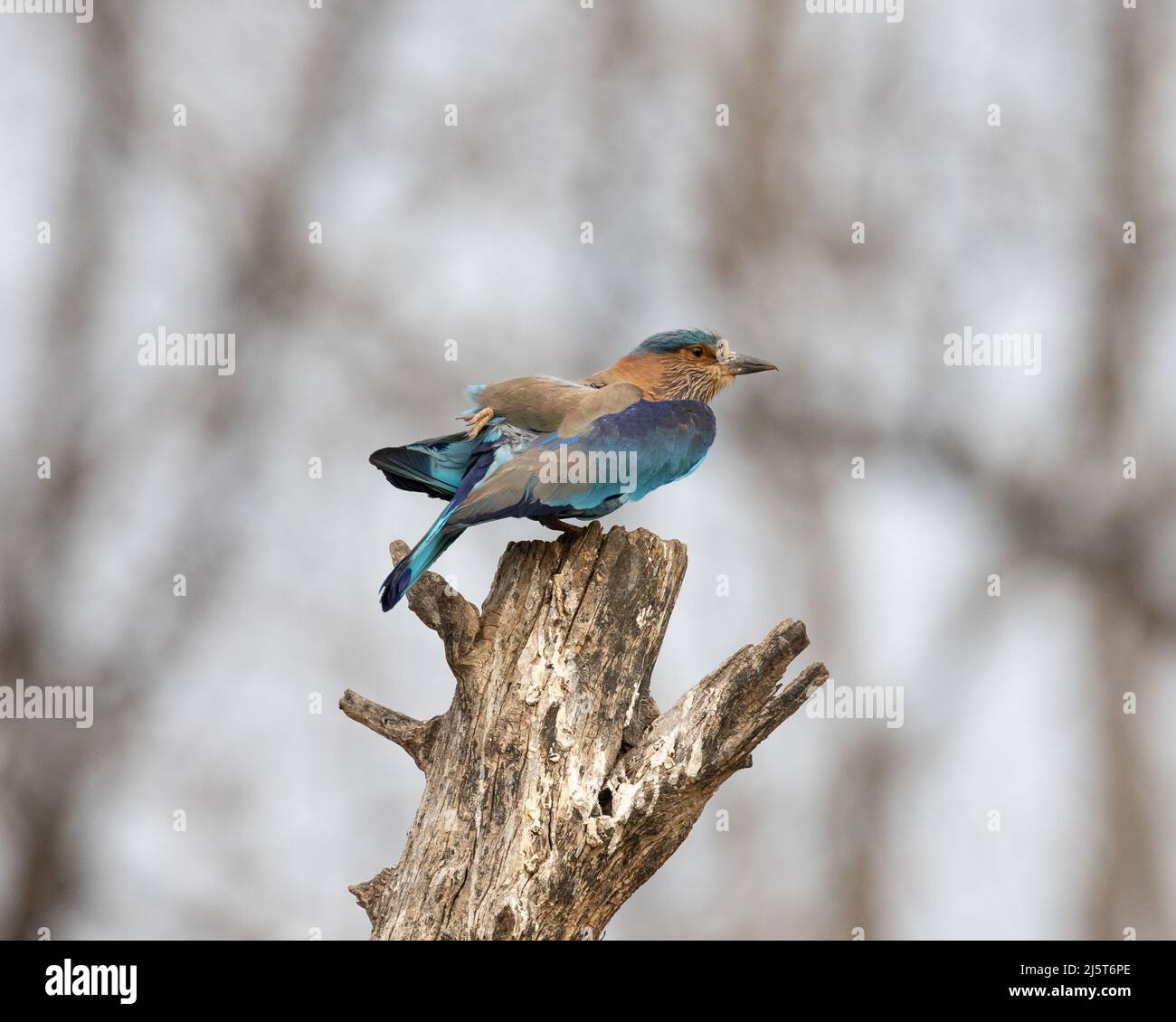 Wildlife photo of sparkling blue and violet bird, Indian Roller ...
