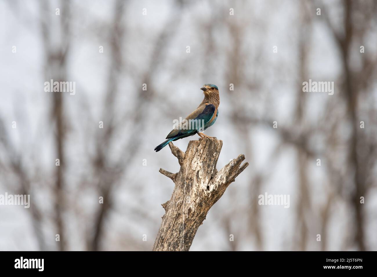 Wildlife photo of sparkling blue and violet bird, Indian Roller ...
