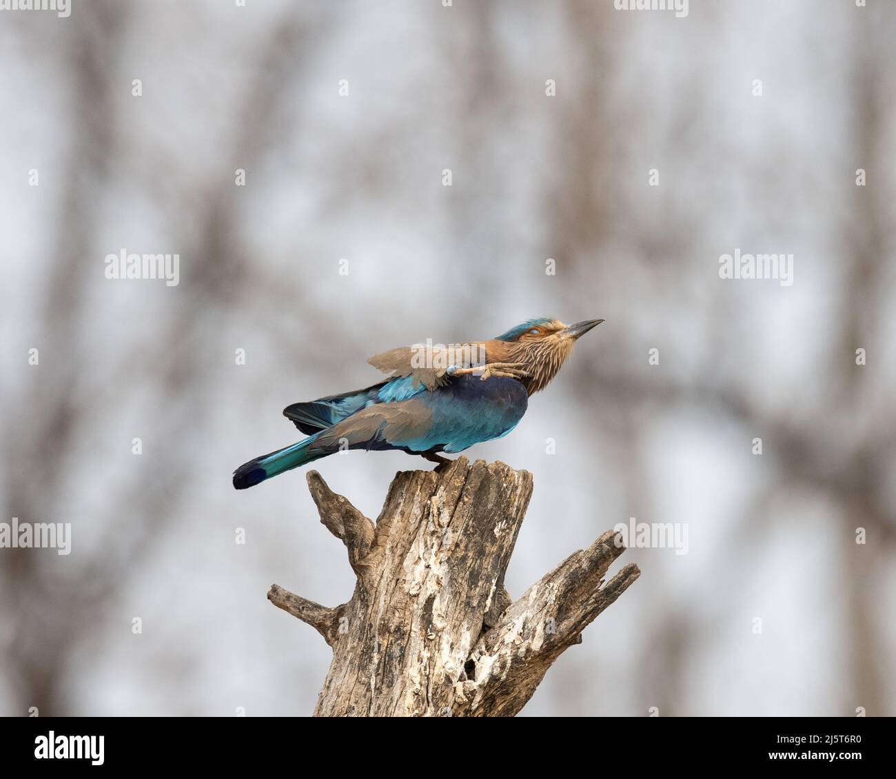 Wildlife photo of sparkling blue and violet bird, Indian Roller ...