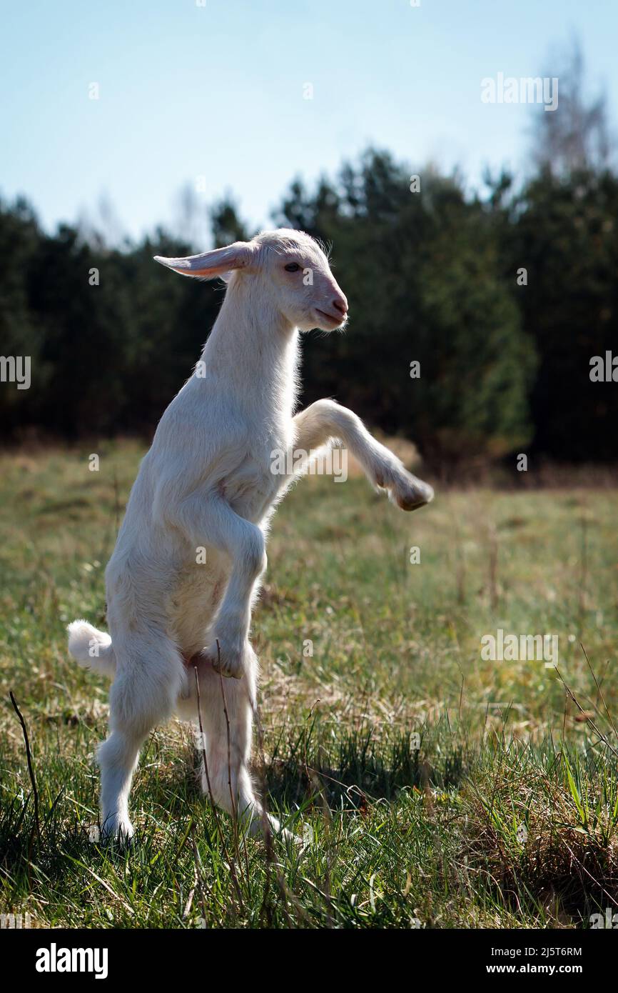 Lovely legs hi-res stock photography and images - Alamy