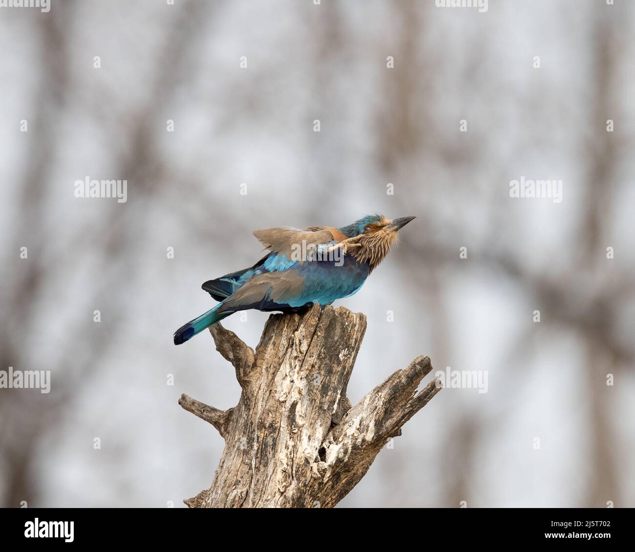 Wildlife photo of sparkling blue and violet bird, Indian Roller ...