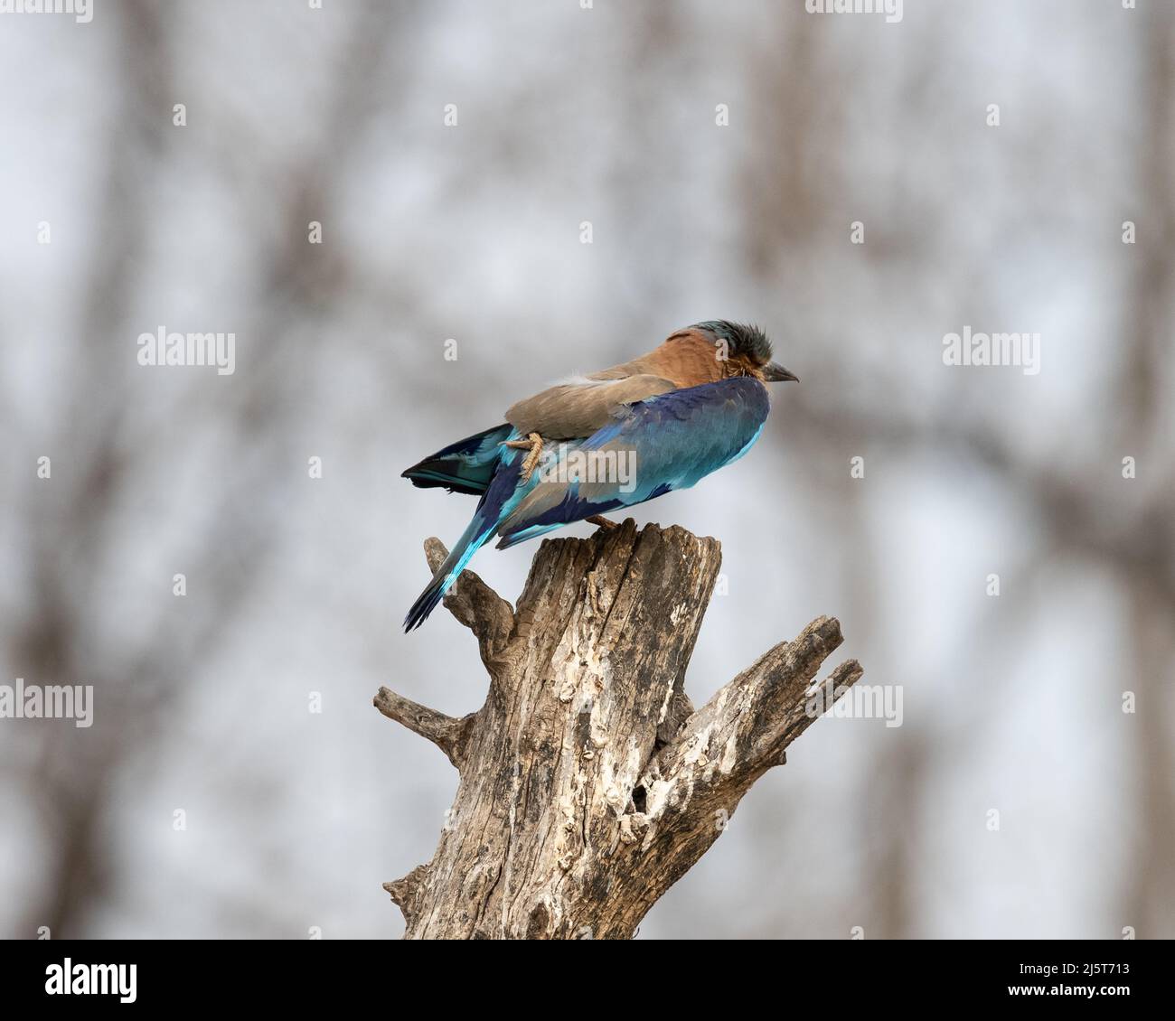Wildlife photo of sparkling blue and violet bird, Indian Roller ...