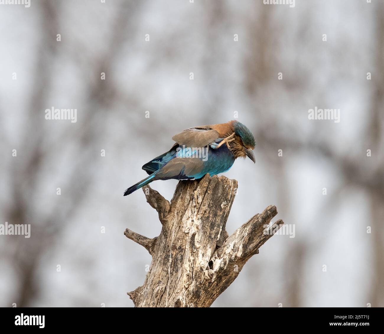 Wildlife photo of sparkling blue and violet bird, Indian Roller ...