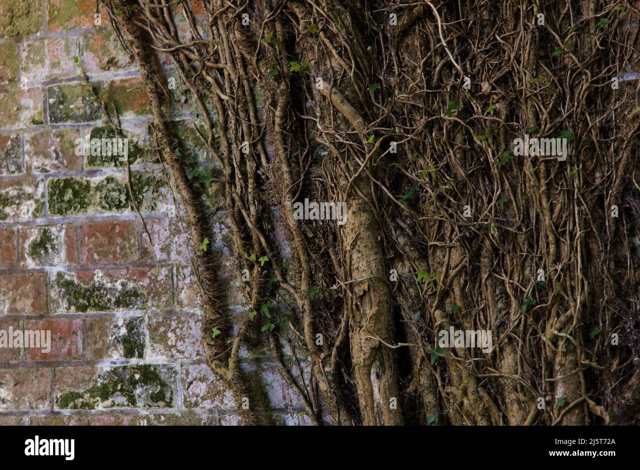 Ivy roots ( Hedera helix) covering an old wall Stock Photo - Alamy