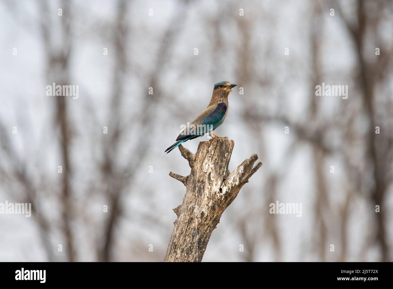 Wildlife photo of sparkling blue and violet bird, Indian Roller ...