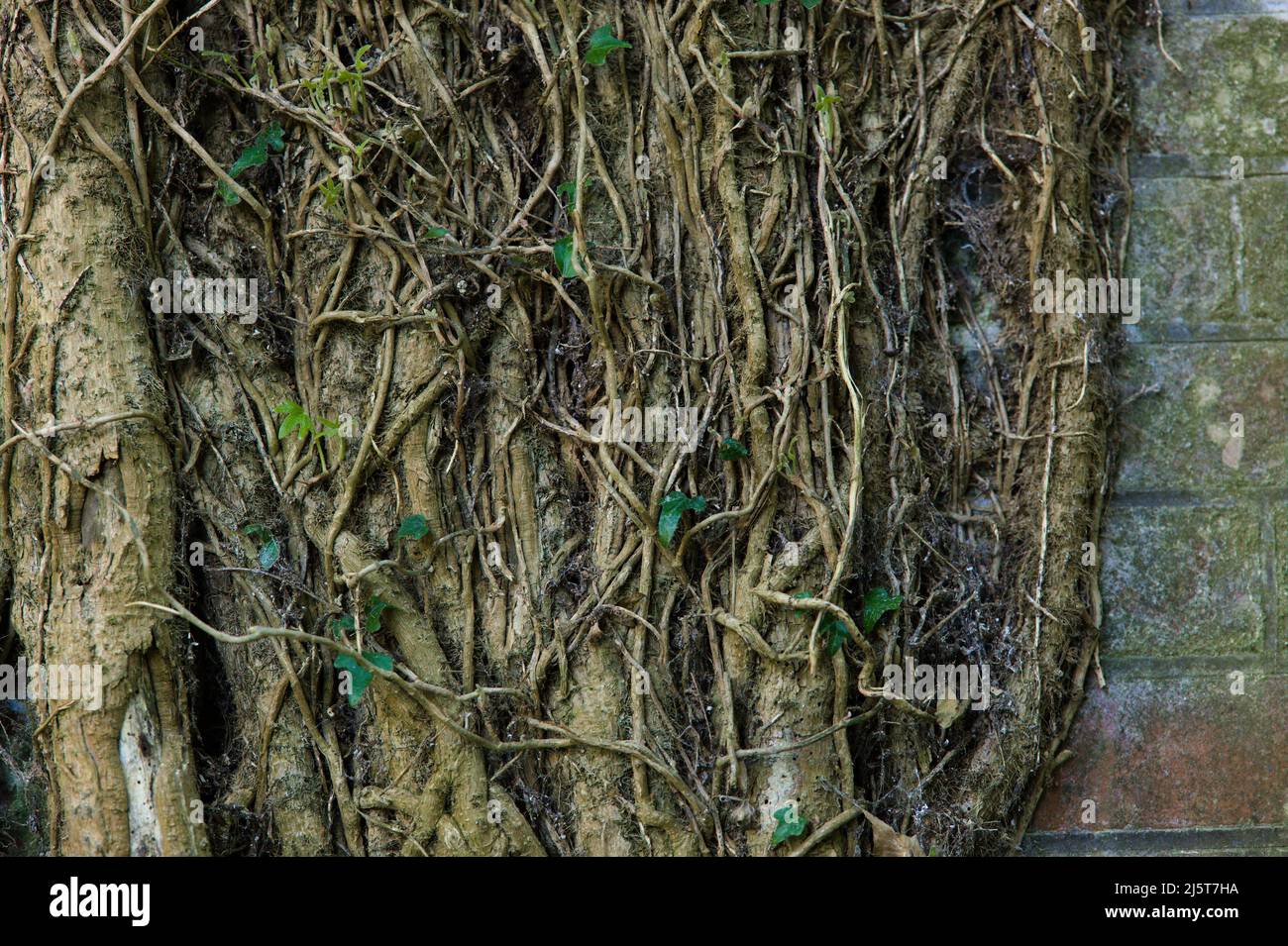 Ivy roots ( Hedera helix) covering an old wall Stock Photo - Alamy