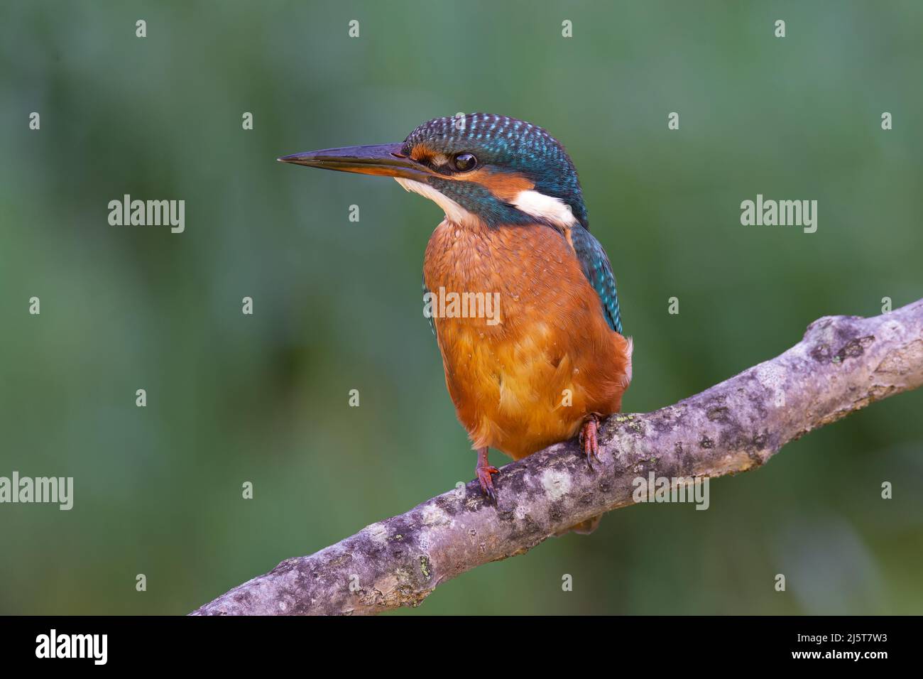 Parus major ornithology hi-res stock photography and images - Alamy