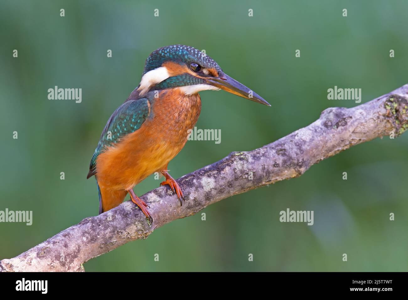 Parus major ornithology hi-res stock photography and images - Alamy