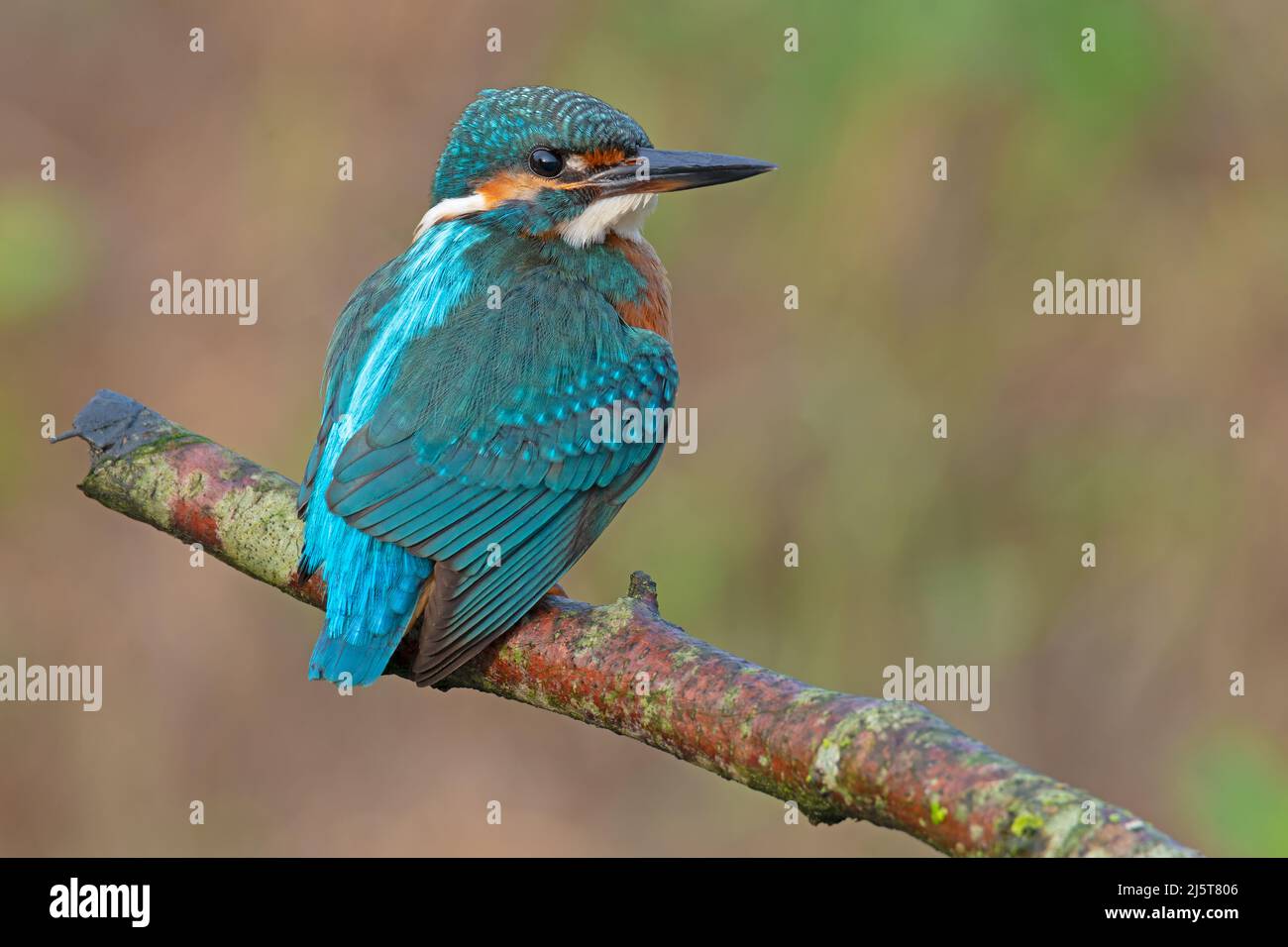 Parus major ornithology hi-res stock photography and images - Alamy