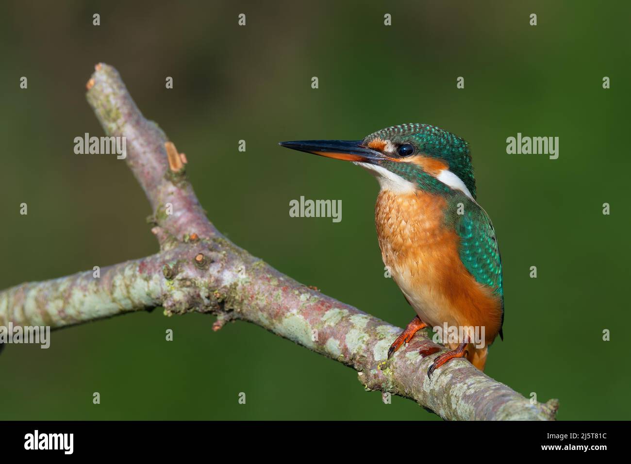 Parus major ornithology hi-res stock photography and images - Alamy