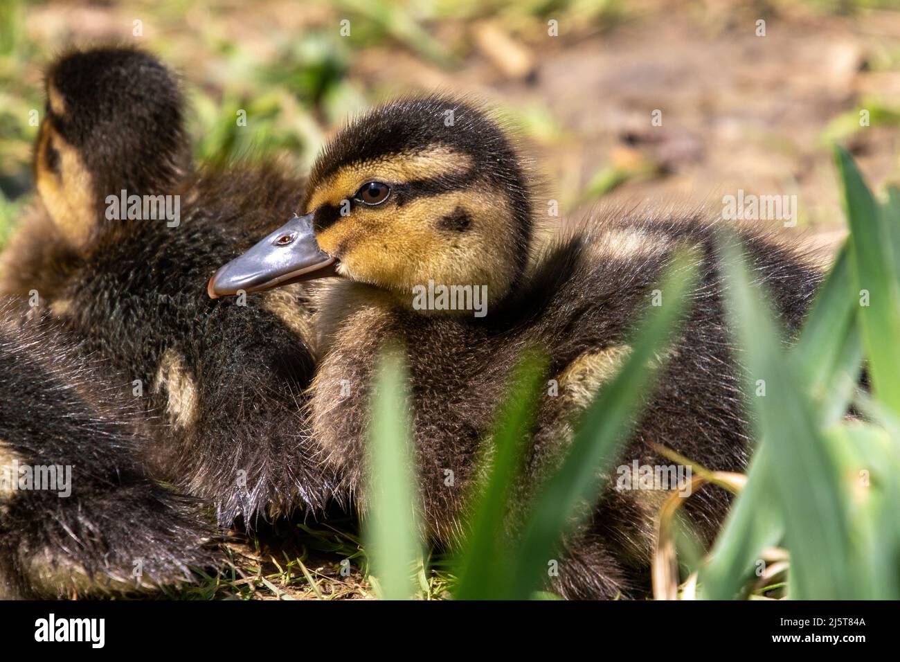 Cute babies hi-res stock photography and images - Alamy
