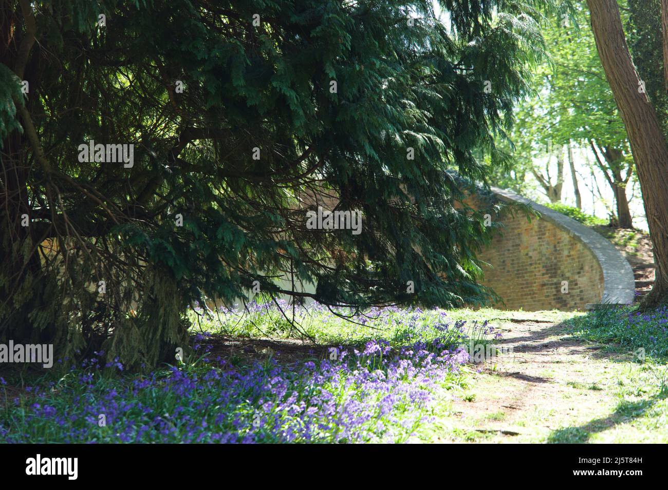 Fir tree boundary hi-res stock photography and images - Alamy