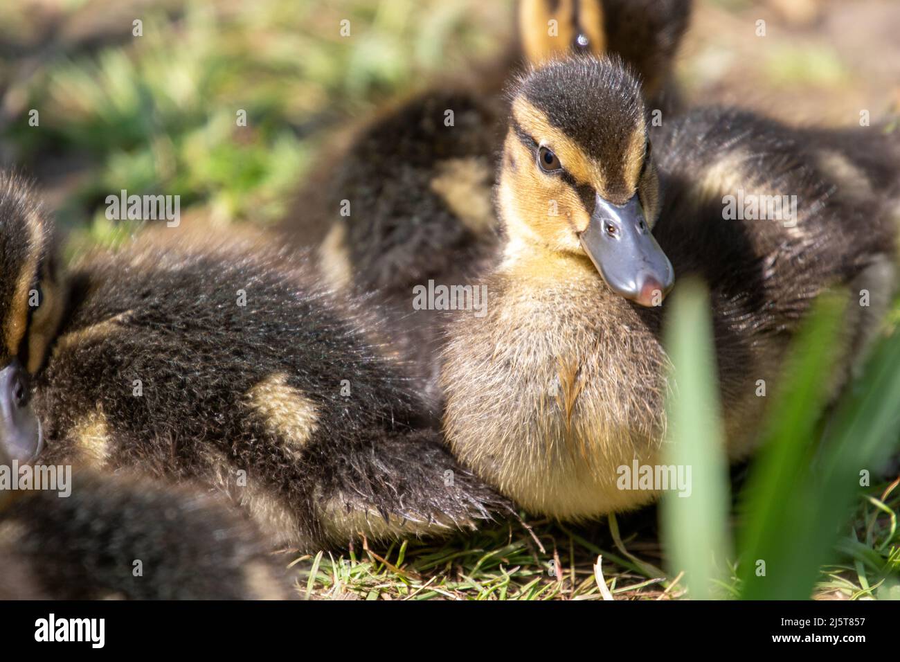 Cute mallard ducklings hi-res stock photography and images - Alamy