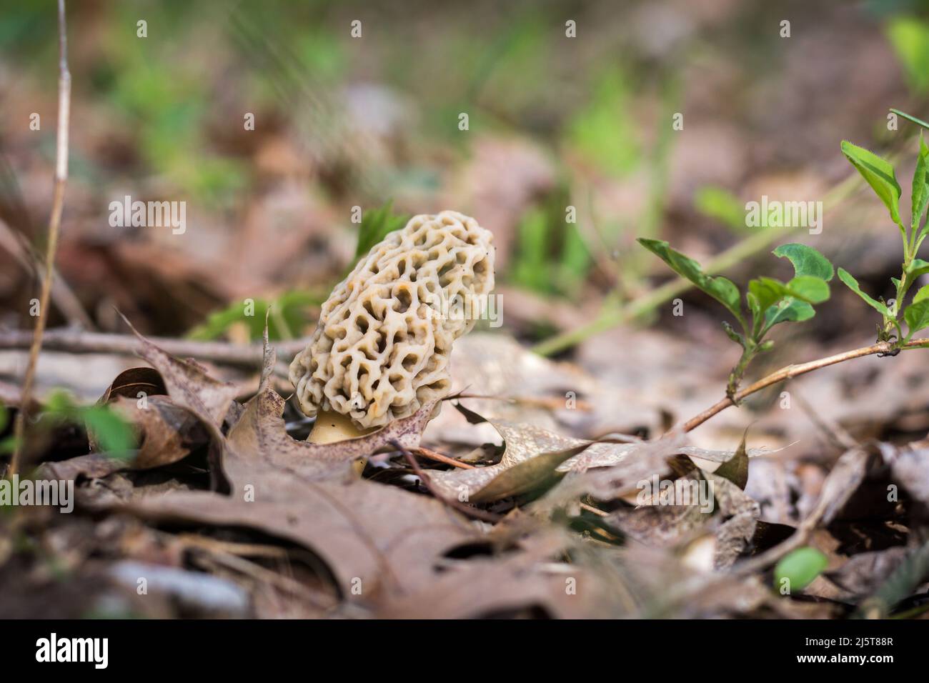 Morel Mushroom growing on the ground with leaves and moss Stock Photo ...