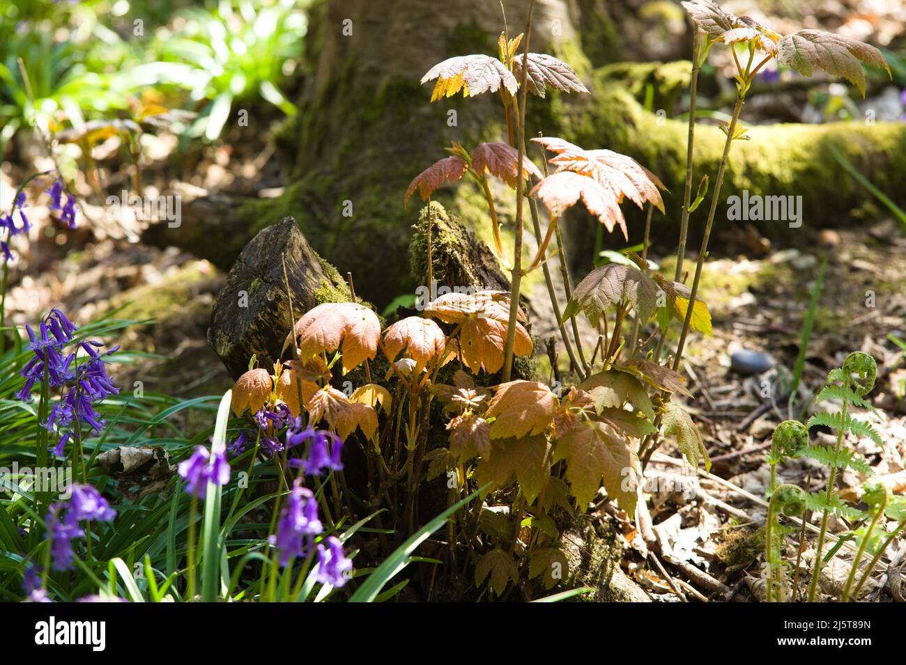 Spring in the forest Stock Photo - Alamy