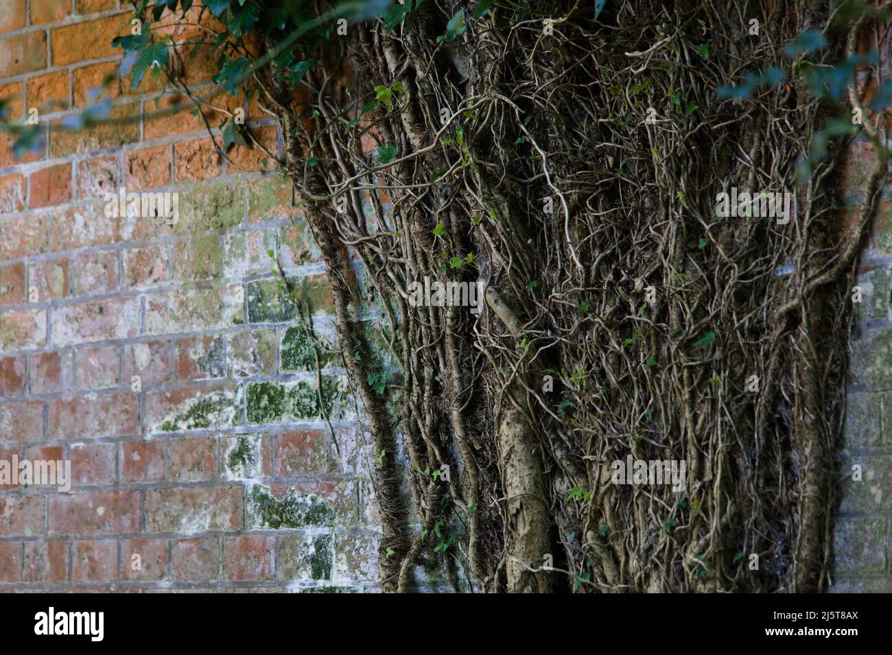 Ivy roots ( Hedera helix) covering an old wall Stock Photo - Alamy