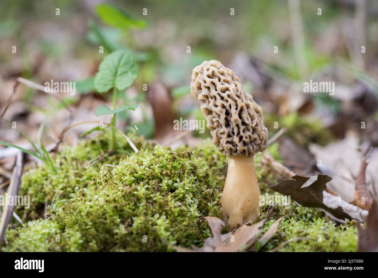 Morel Mushroom growing on the ground with leaves and moss Stock Photo ...
