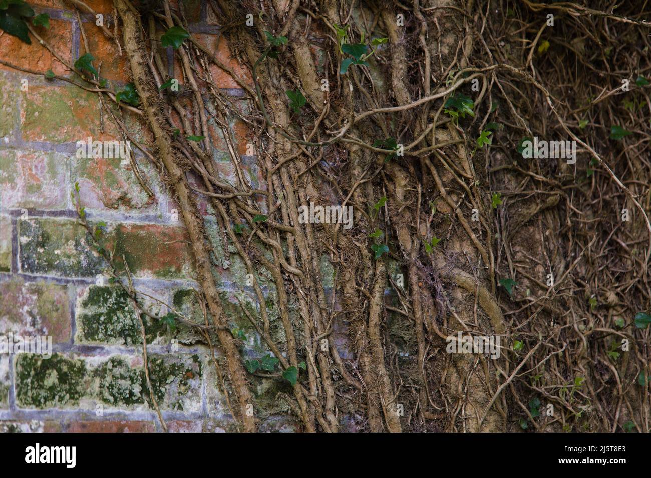 Hedera helix roots hi-res stock photography and images - Alamy