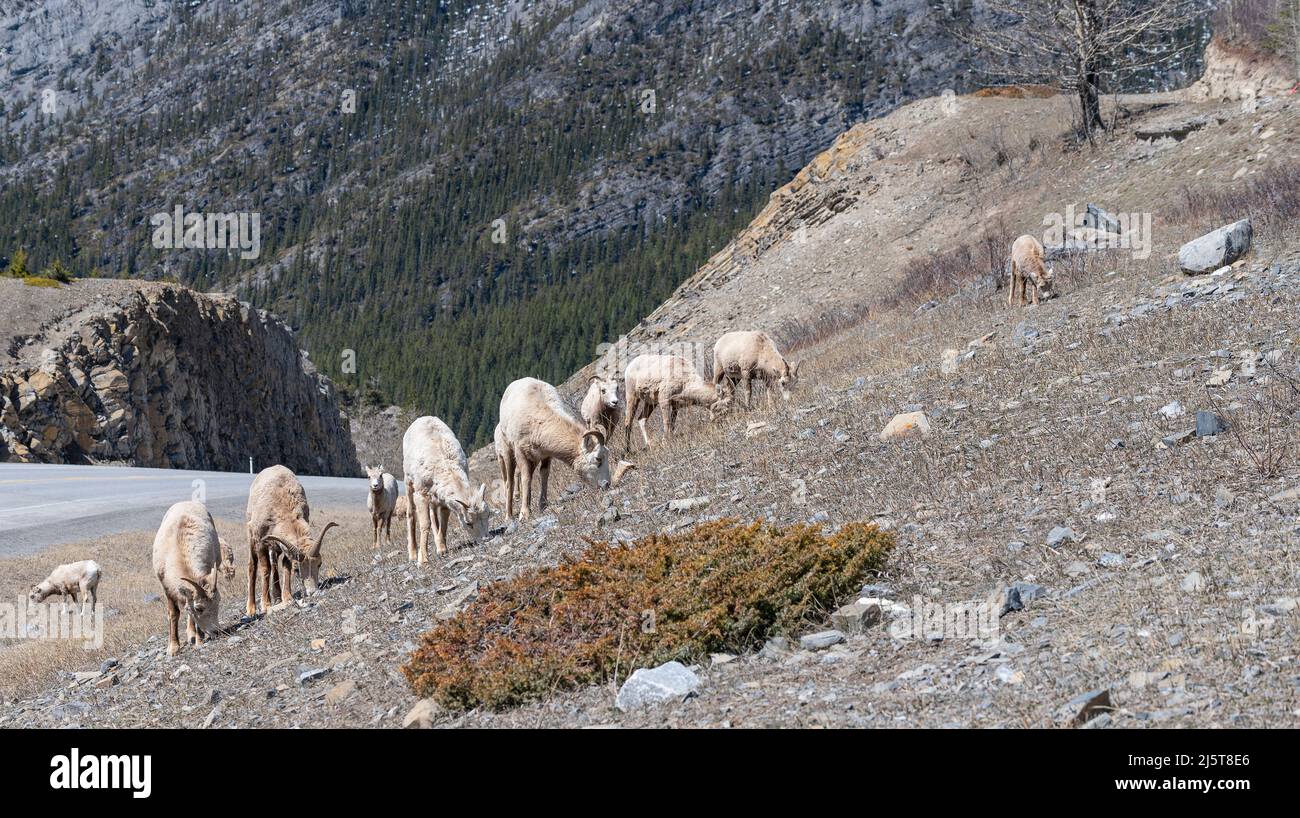 A herd of bighorn sheep (Ovis canadensis) grazing beside the highway ...