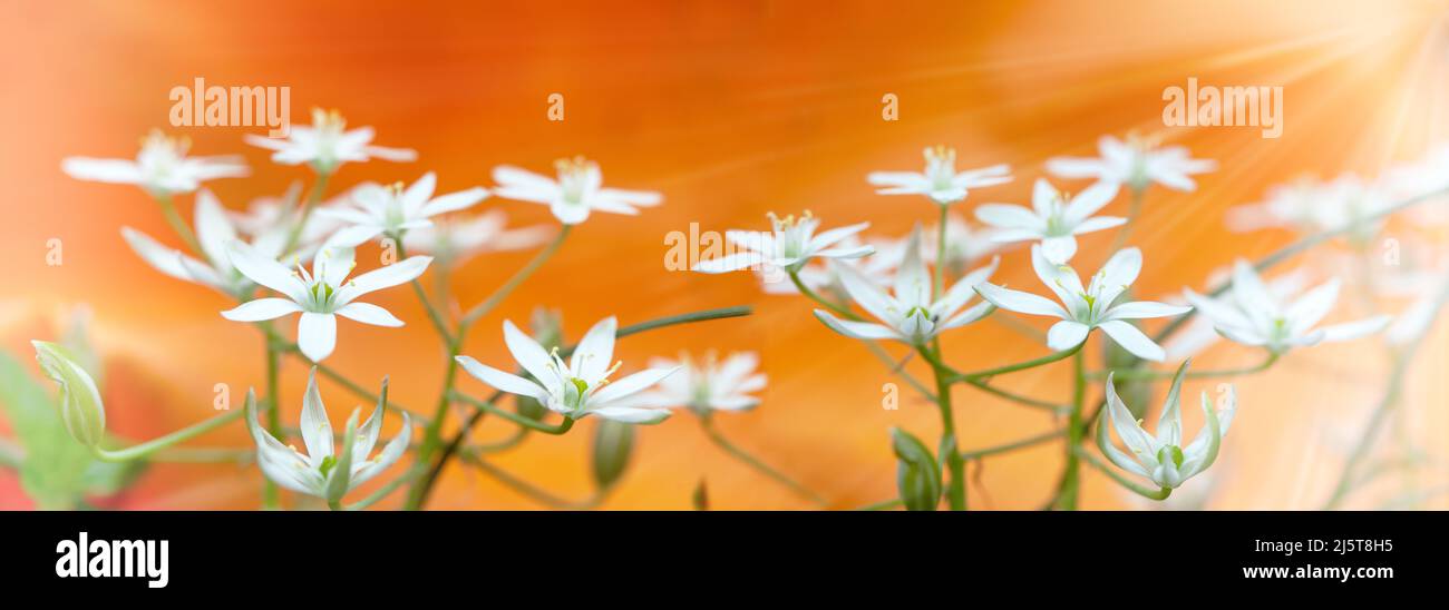 Allium neapolitanum hi-res stock photography and images - Alamy