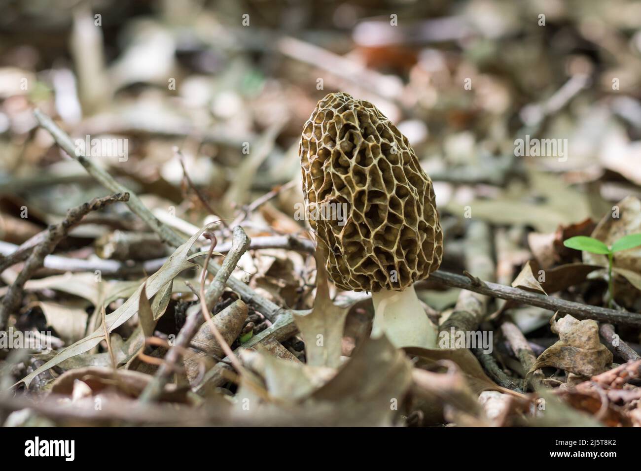 Morel Mushroom growing on dry ground Stock Photo - Alamy