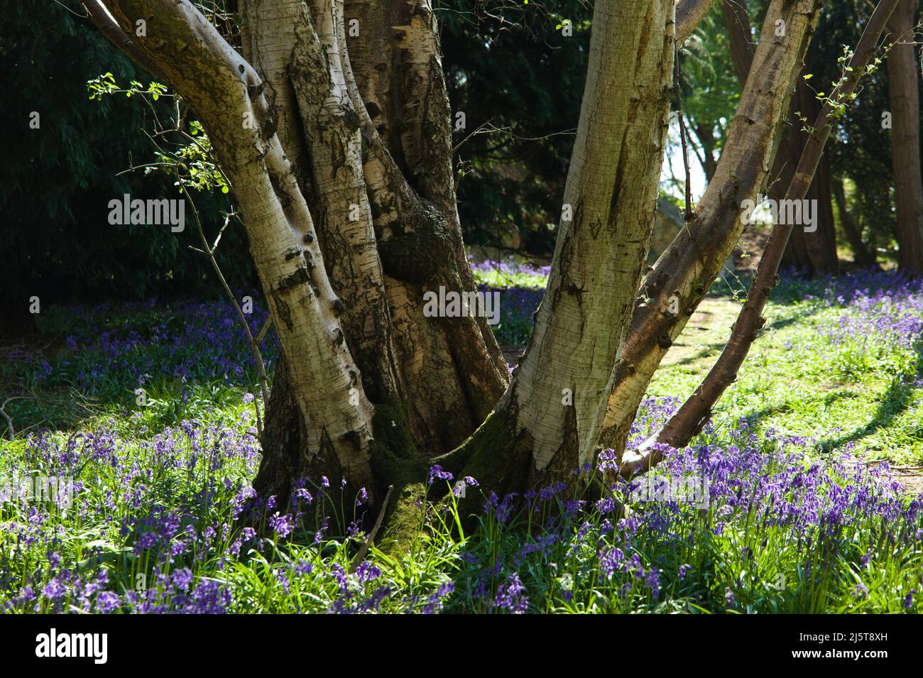 Spring bluebells growing in woodland Stock Photo - Alamy