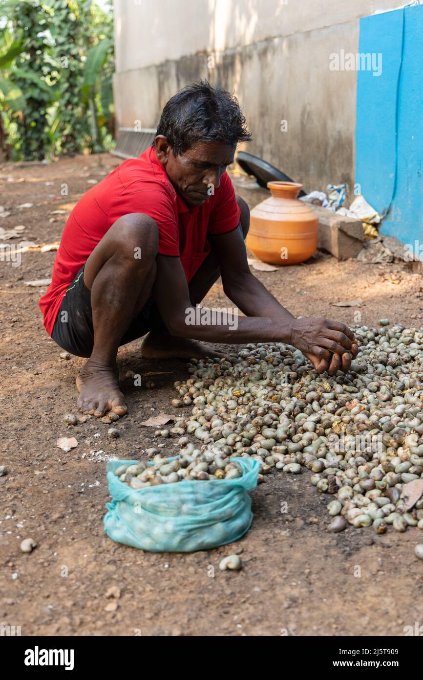 Man gathering raw cashew nuts at a cashew farm in Canacona, Goa, India ...