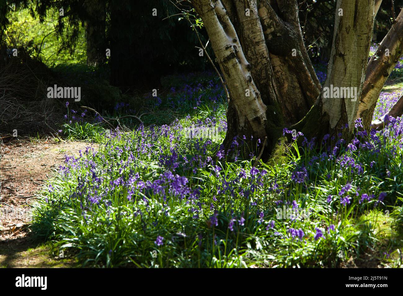 Spring bluebells growing near a silver birch tree in woodland Stock ...
