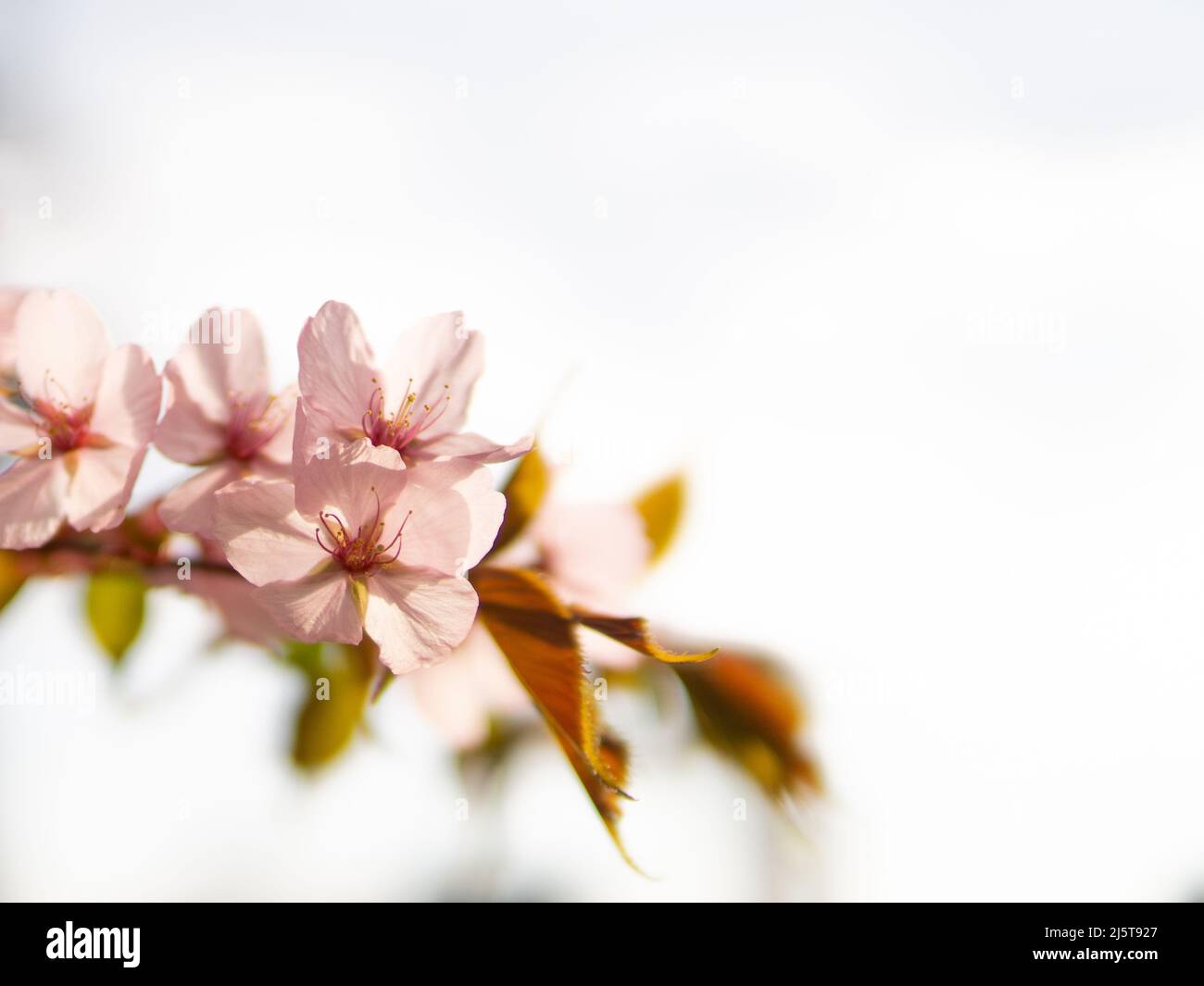 Simple cherry blossoms Stock Photo - Alamy