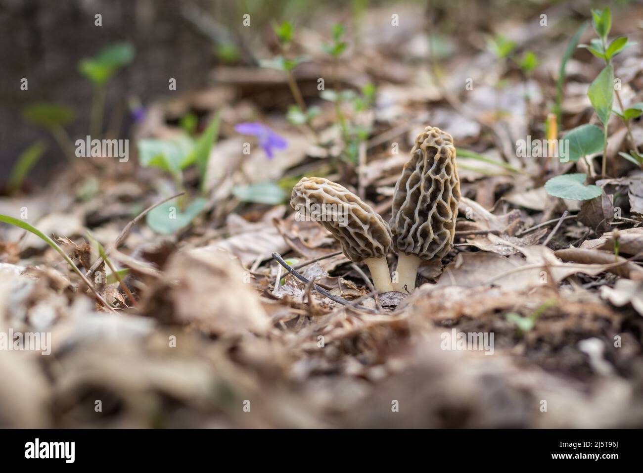 Two Morel Mushrooms growing in the woods in the spring Stock Photo - Alamy