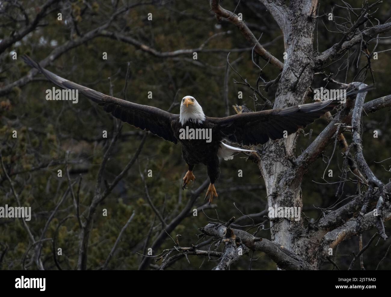 Eagles in pair hi-res stock photography and images - Alamy