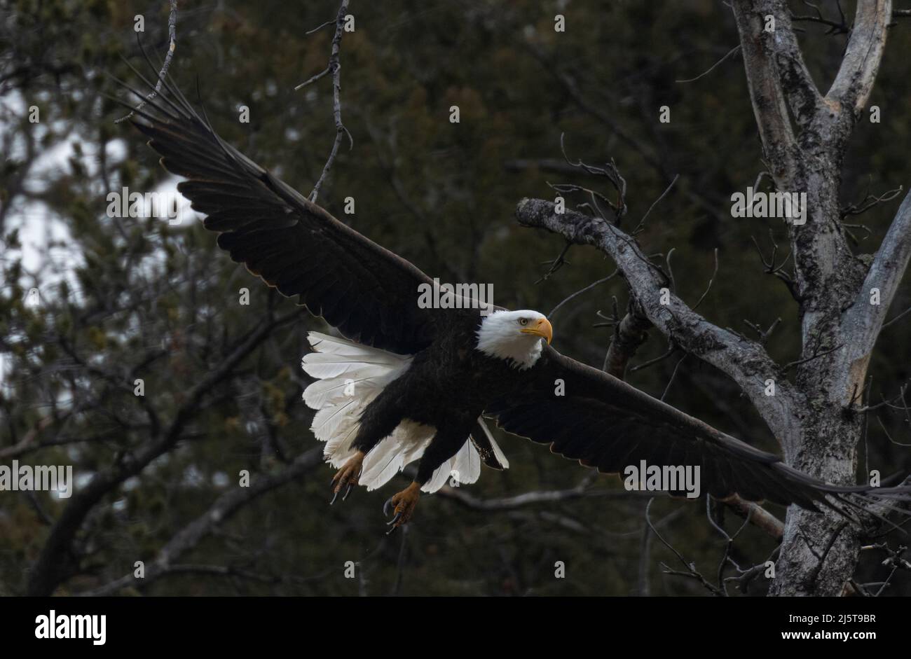 Eagles in pair hi-res stock photography and images - Alamy