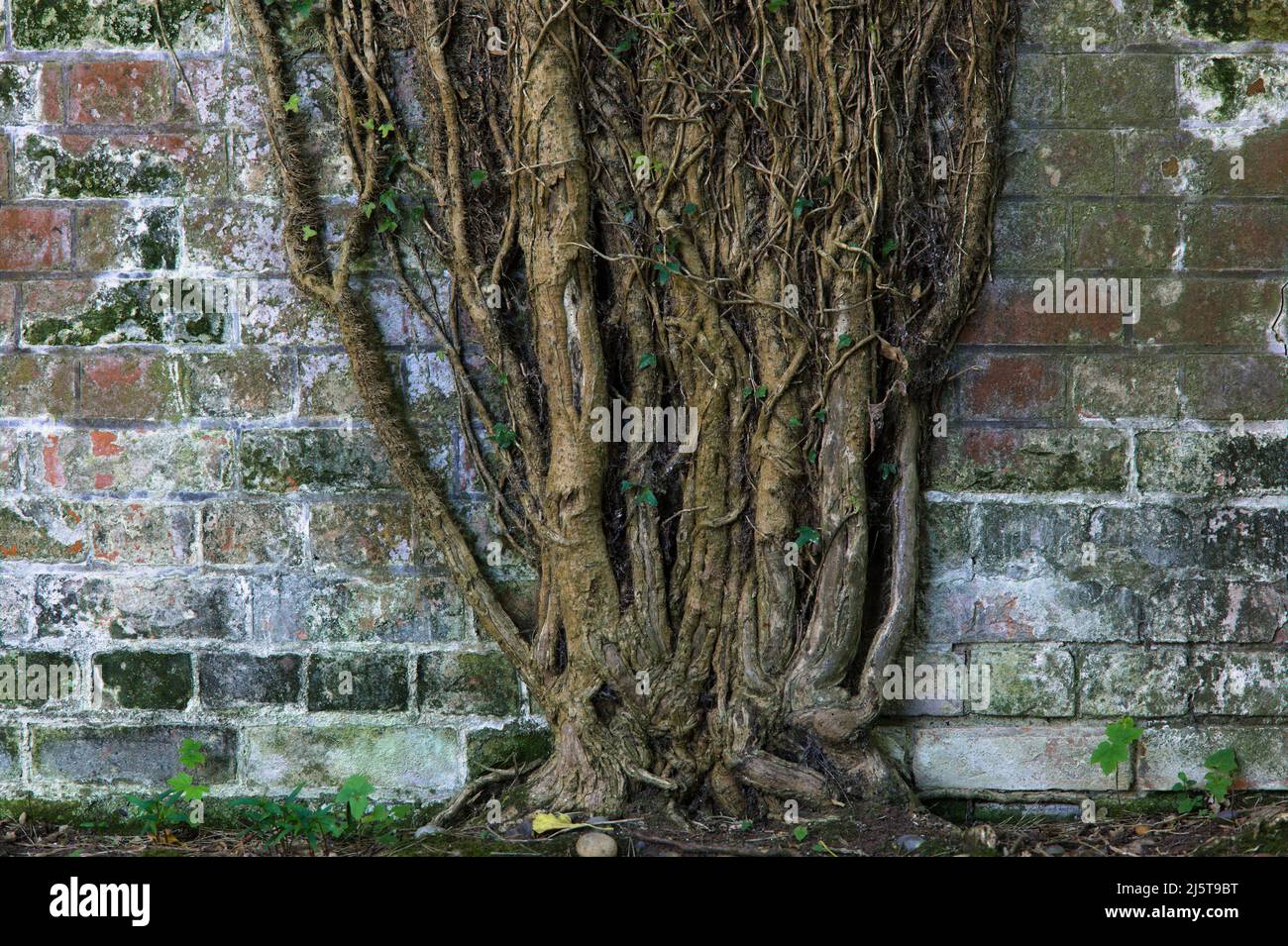 Hedera helix roots hi-res stock photography and images - Alamy