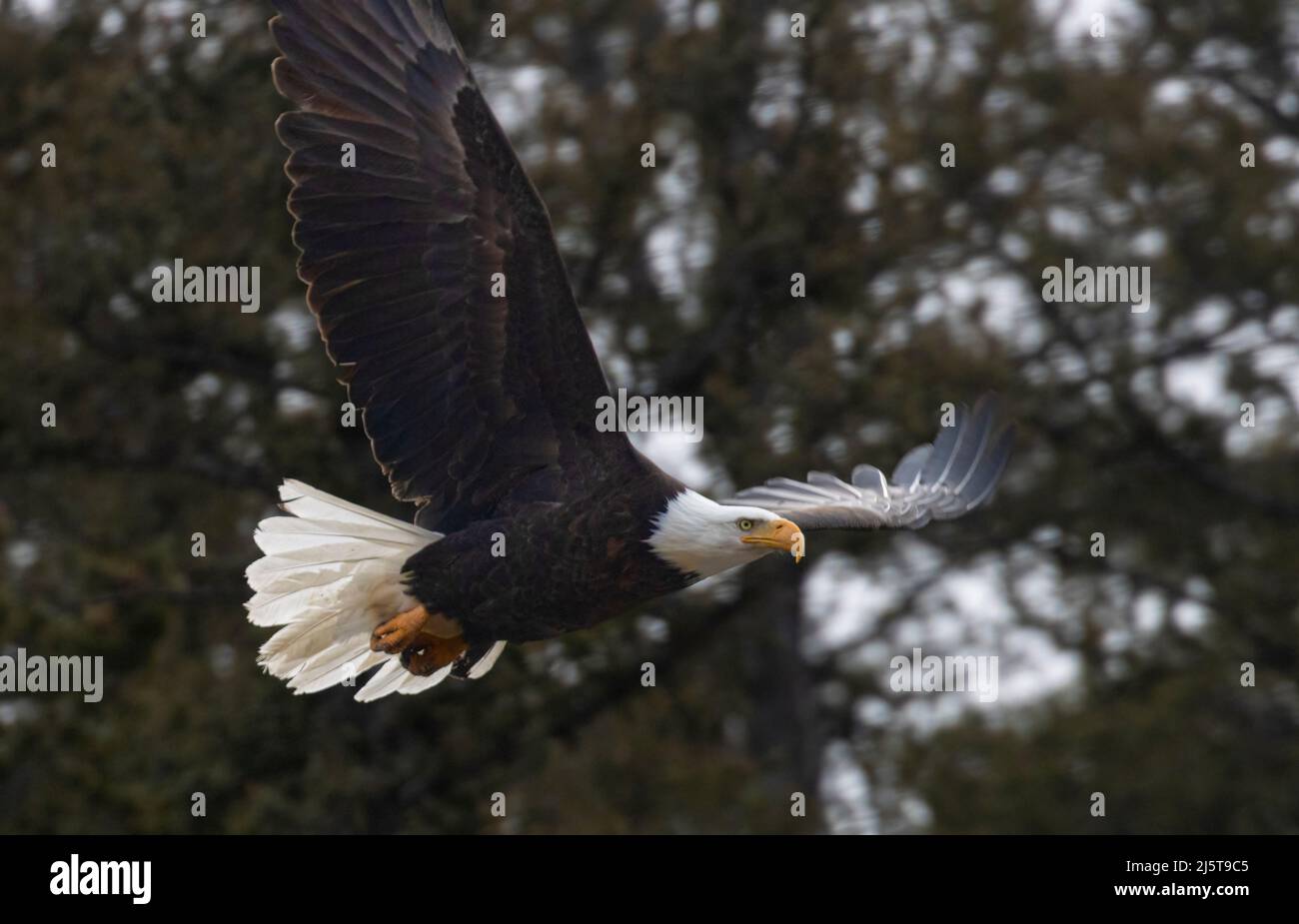 Pair of Bald Eagles in Eleven Mile Canyon in early spring Stock Photo ...