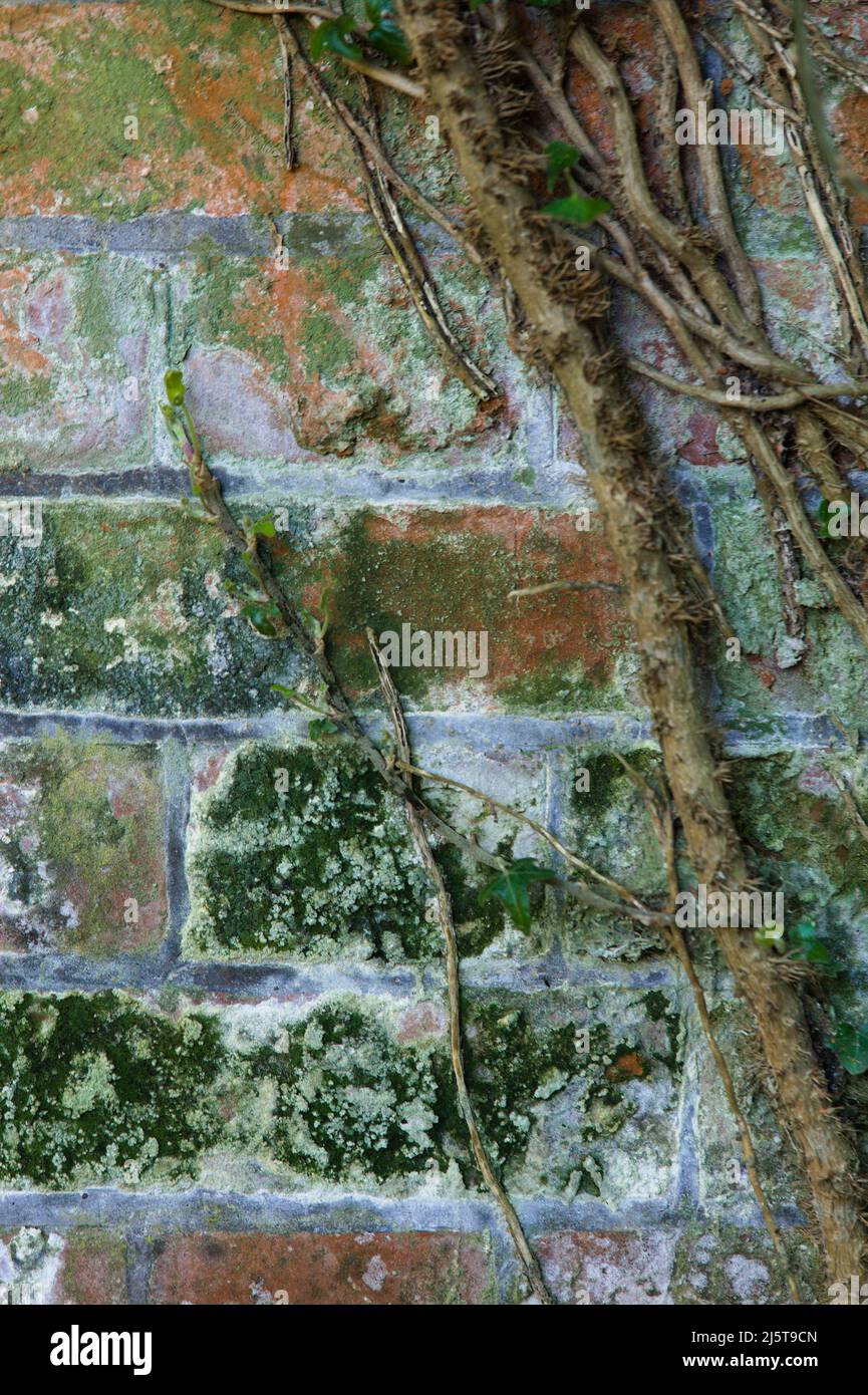 Ivy roots ( Hedera helix) and lichens covering an old wall Stock Photo ...