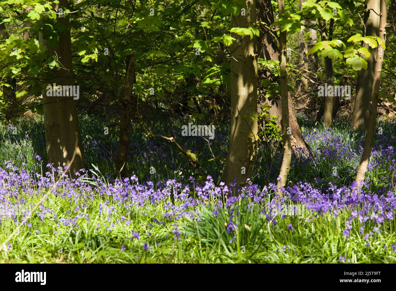 Bluebells growing in British Woodland Stock Photo - Alamy