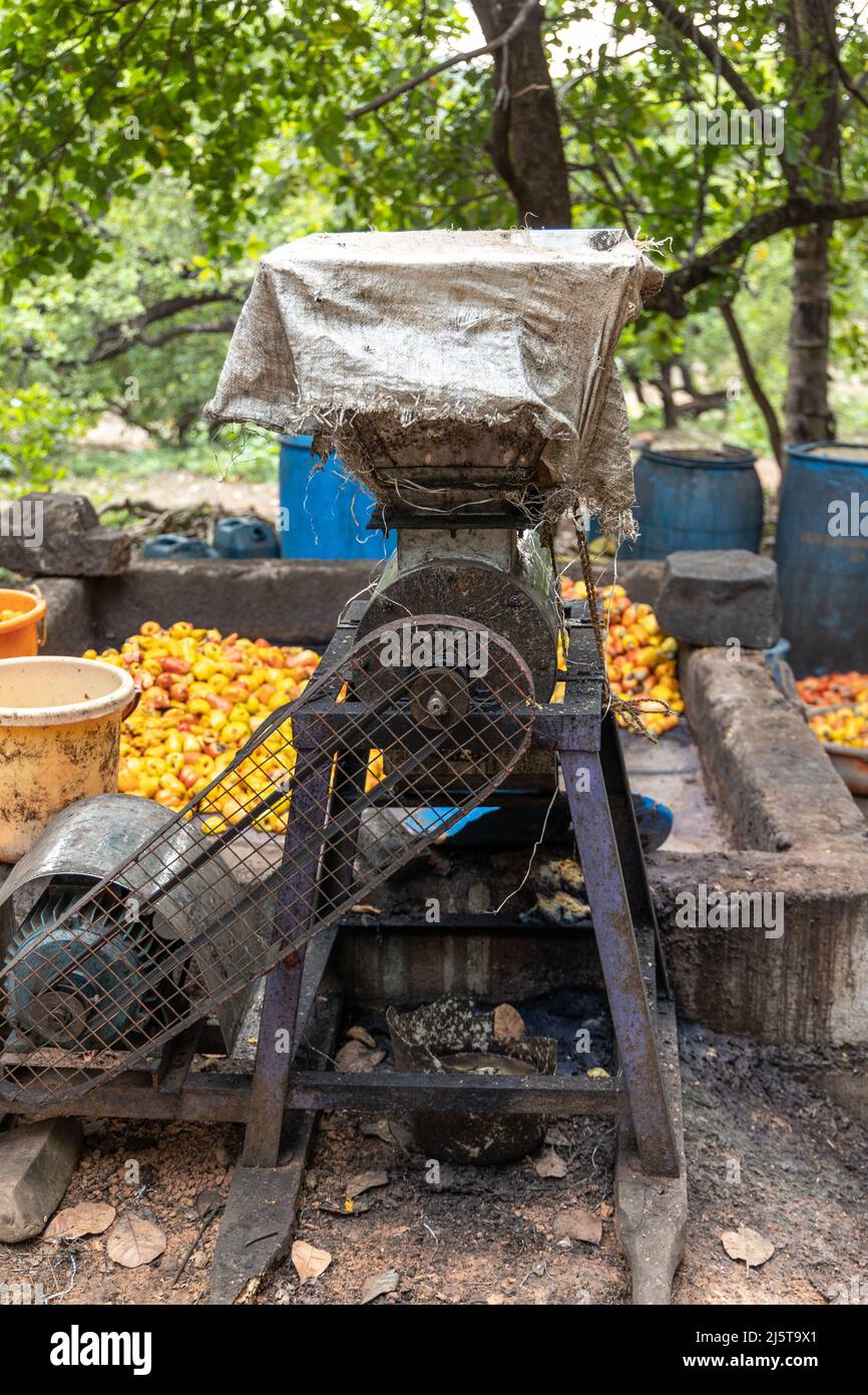 Cashew farm india hi-res stock photography and images - Alamy