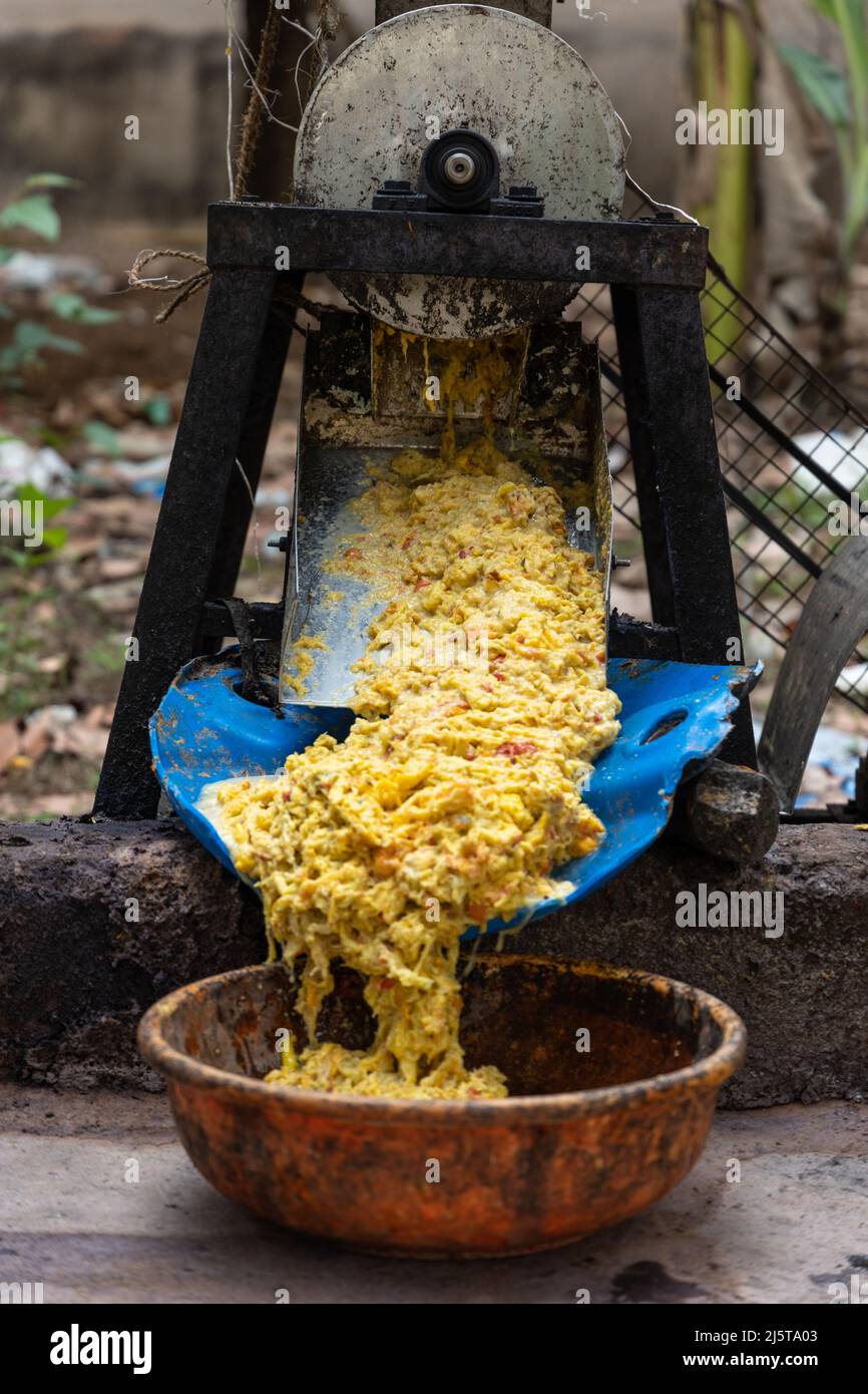 The crushed cashew extract flowing out of the crushing machine. The ...