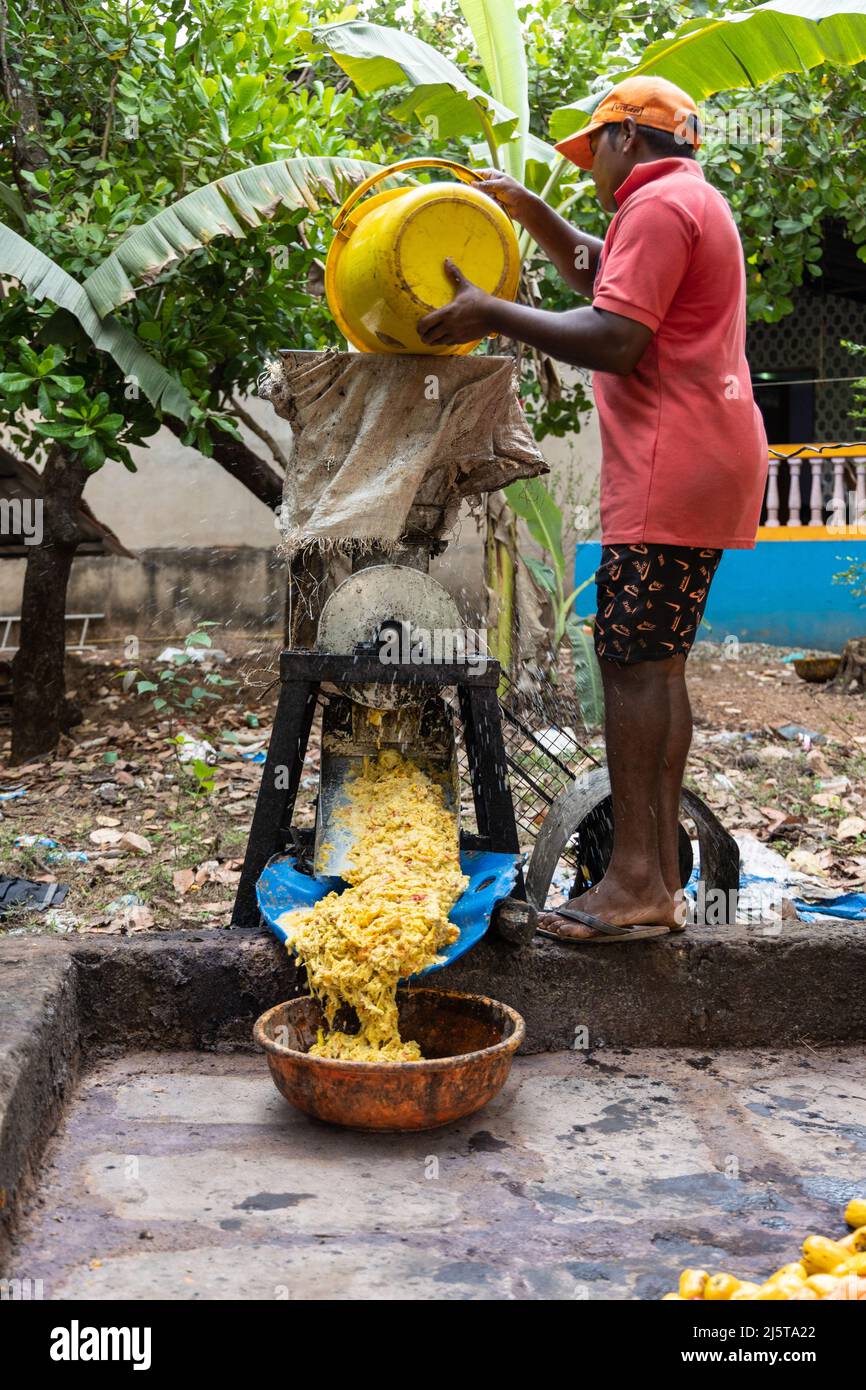Cashew farm india hi-res stock photography and images - Alamy