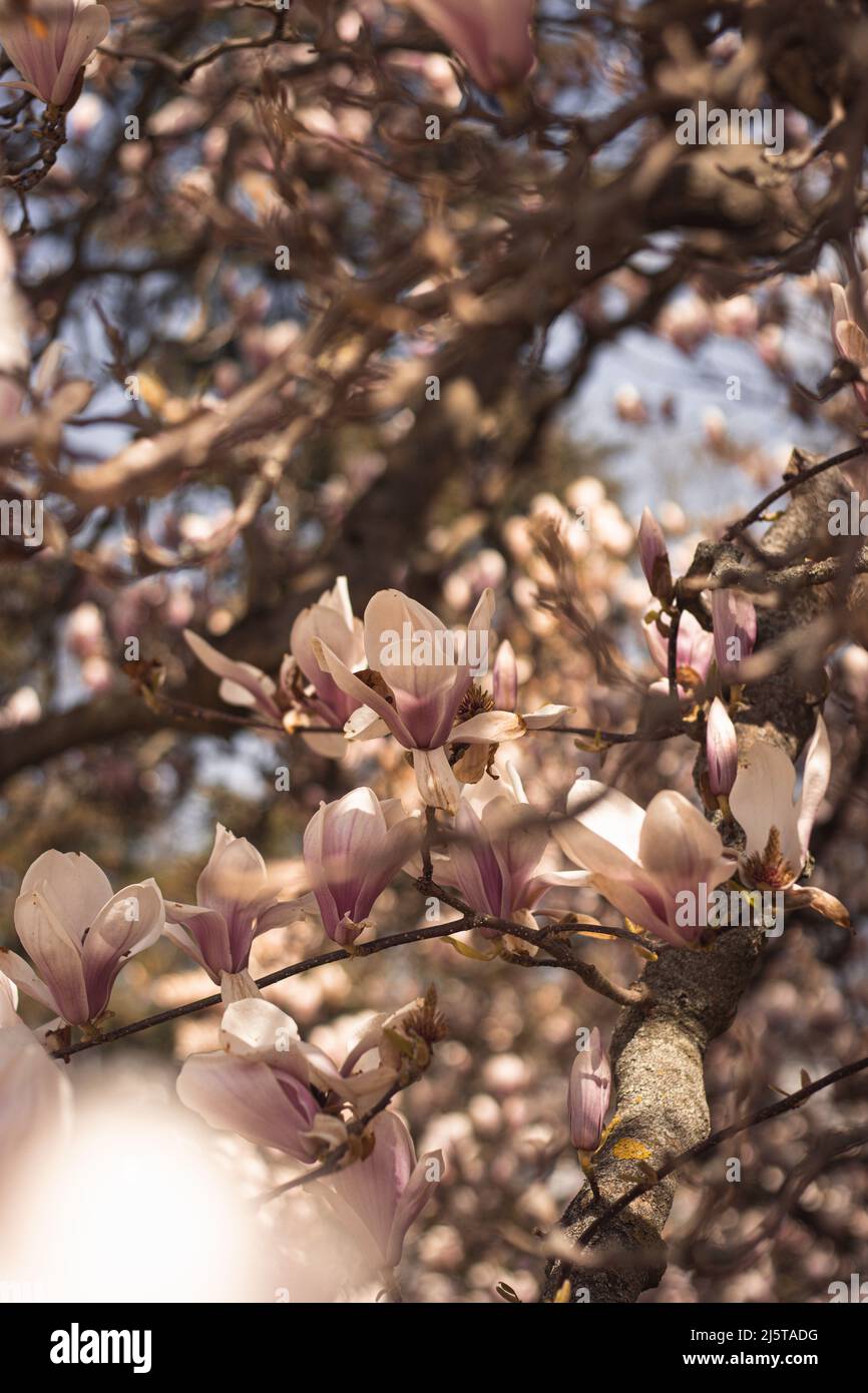 Blossoms of Romantic 100 Year Old Magnolia Tree in Spring Stock Photo ...