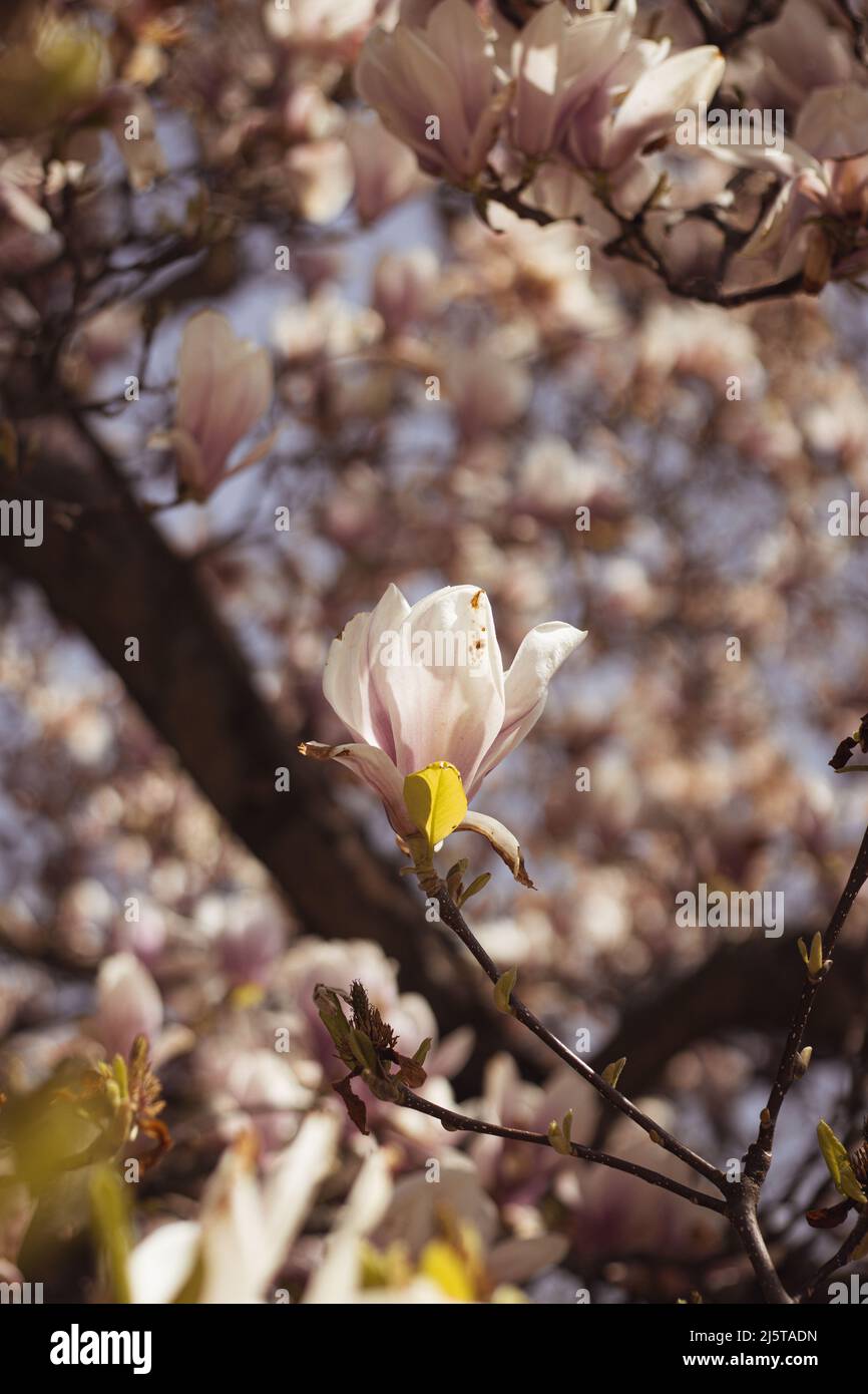 100 year old tree hi-res stock photography and images - Alamy