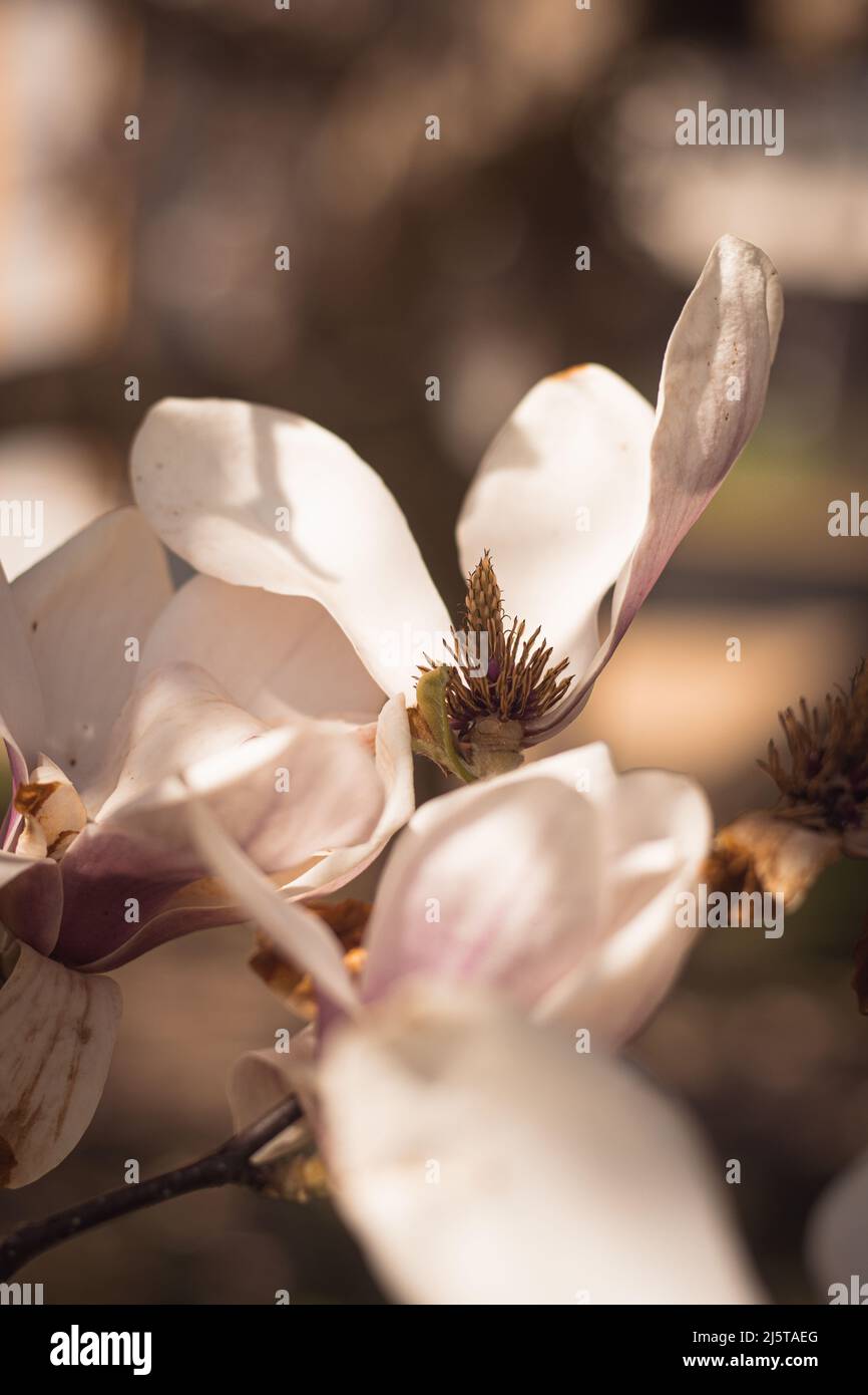 100 year old tree hi-res stock photography and images - Alamy