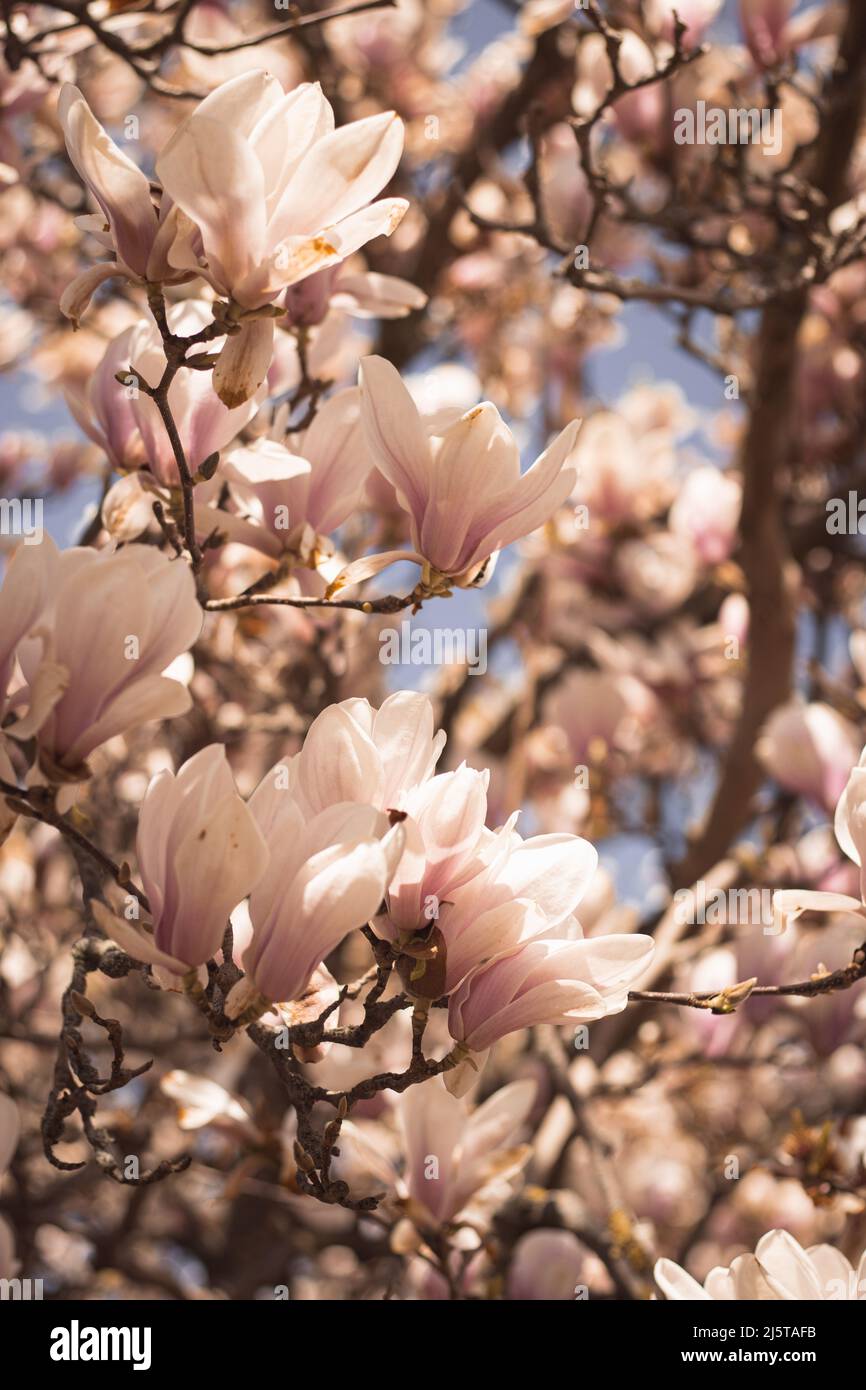 Blossoms of Romantic 100 Year Old Magnolia Tree in Spring Stock Photo ...