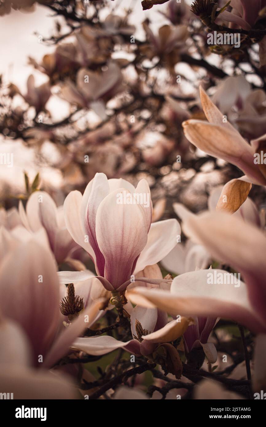 Blossoms of Romantic 100 Year Old Magnolia Tree in Spring Stock Photo ...