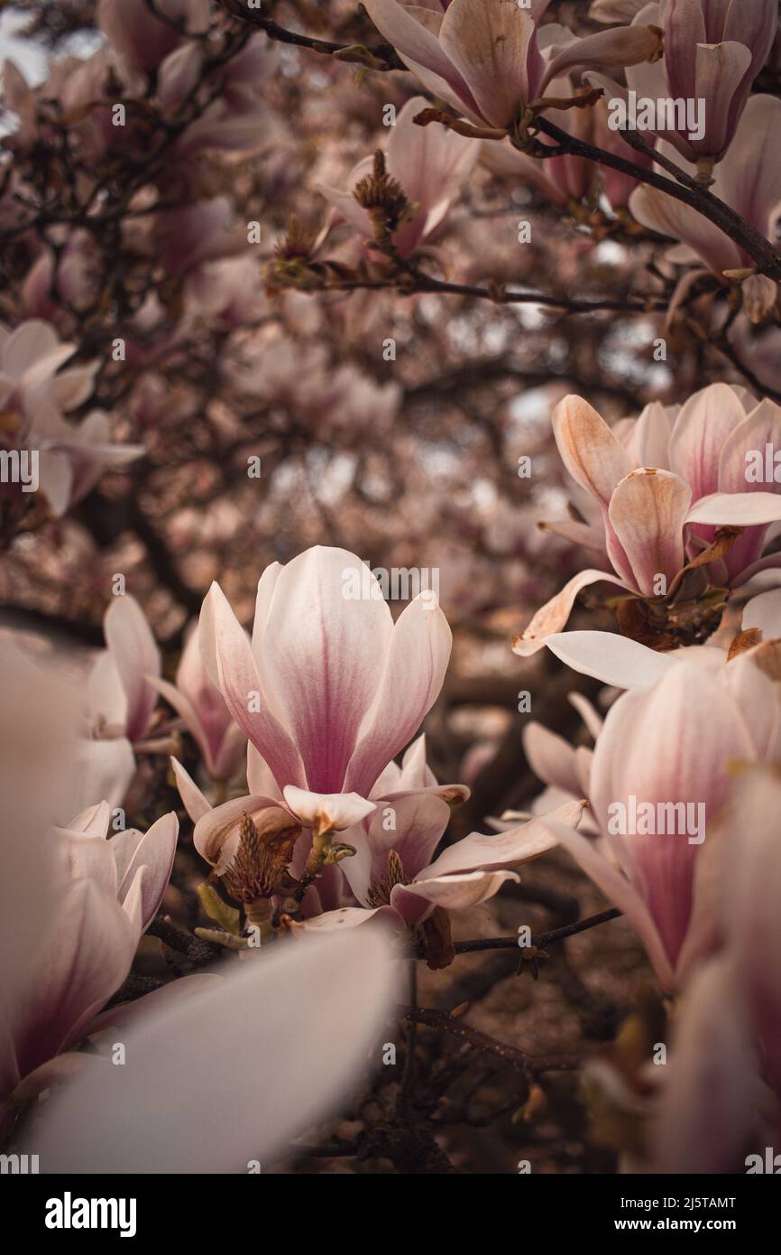 Old magnolia tree hi-res stock photography and images - Alamy